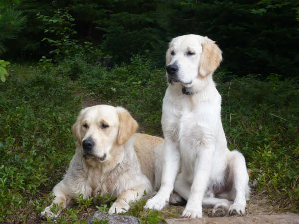 Our Goldnote Males... - Goldnote Golden Retrievers