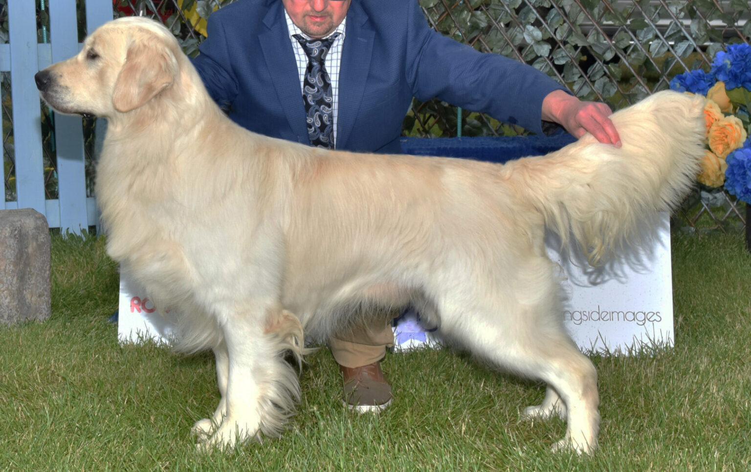 Ontario Golden Retriever Puppies - Holistically Raised Golden Retrievers