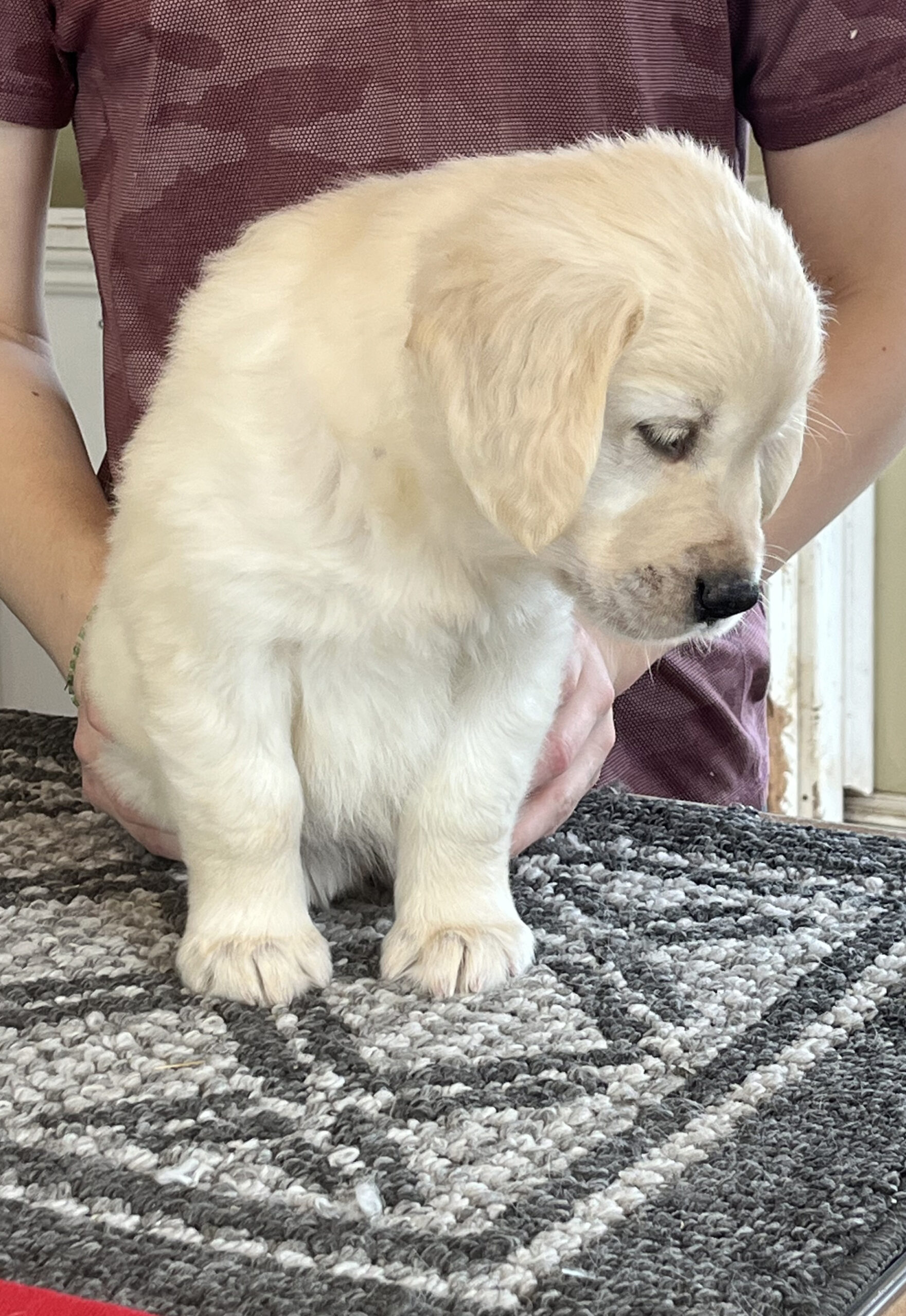 Talia and Mosley - This Litter is Fully Sold - Goldnote Golden Retrievers