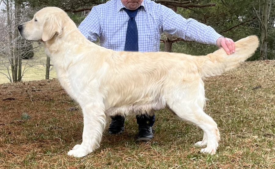 Ontario Golden Retriever Puppies - Holistically Raised Golden Retrievers