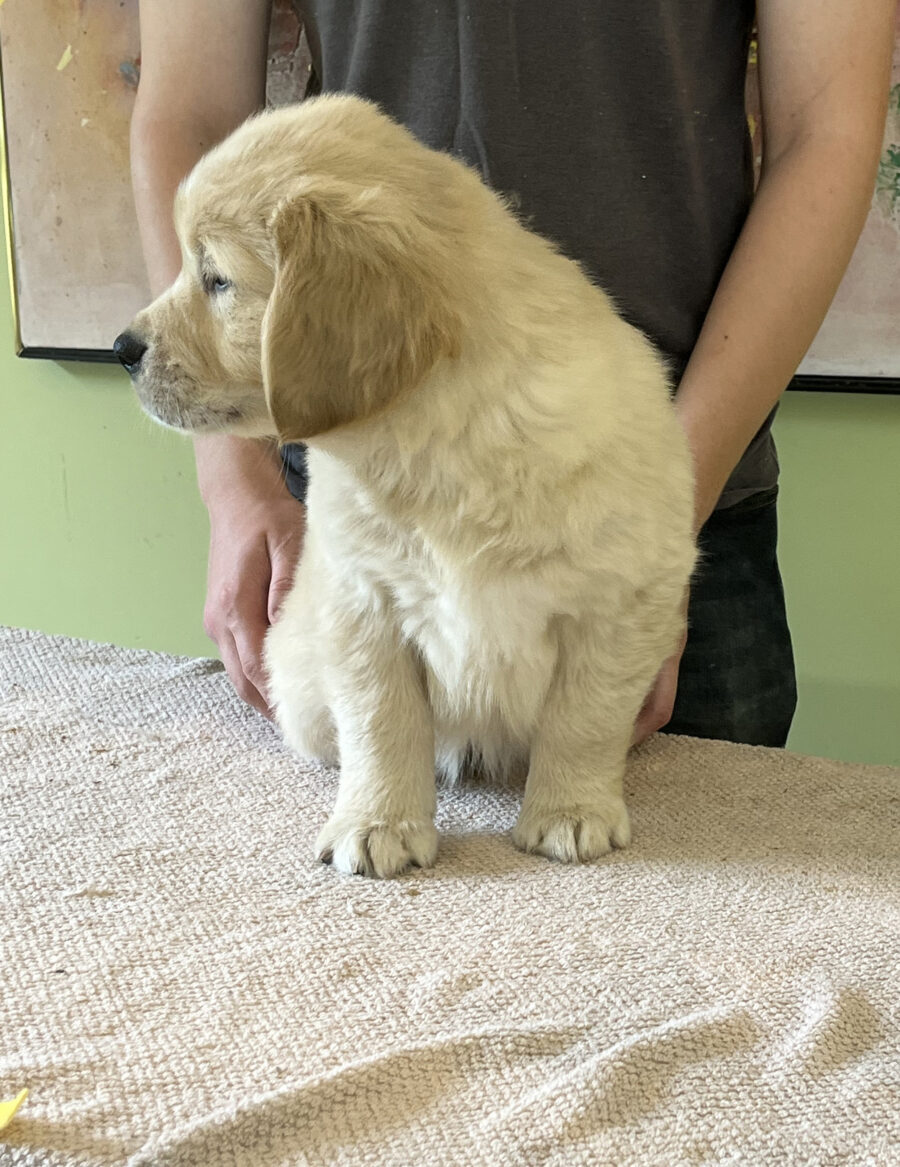 Ontario Golden Retriever Puppies - Holistically Raised Golden Retrievers