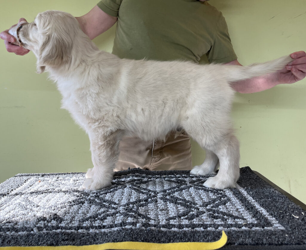 Ontario Golden Retriever Puppies - Holistically Raised Golden Retrievers