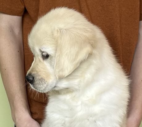 Joy and Mosley - This litter is fully sold - Goldnote Golden Retrievers