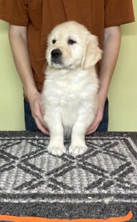 Ontario Golden Retriever Puppies - Holistically Raised Golden Retrievers