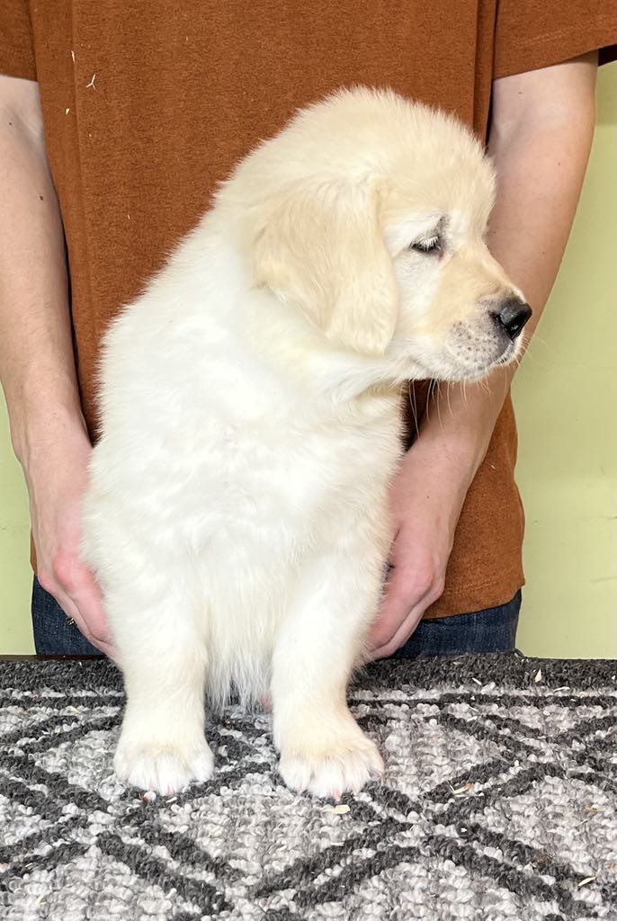Ontario Golden Retriever Puppies - Holistically Raised Golden Retrievers