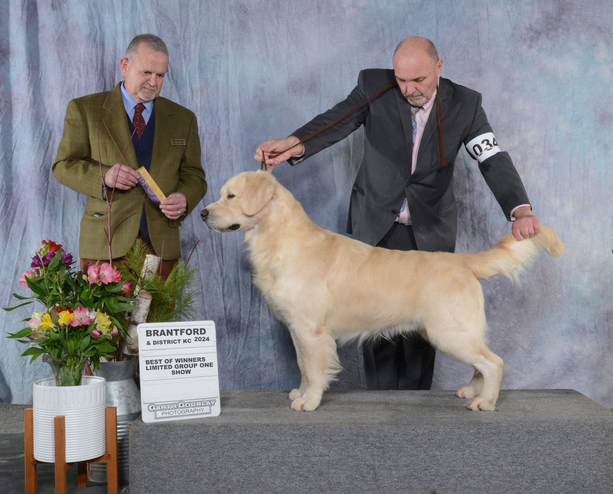 Hatley - Goldnote Golden Retrievers